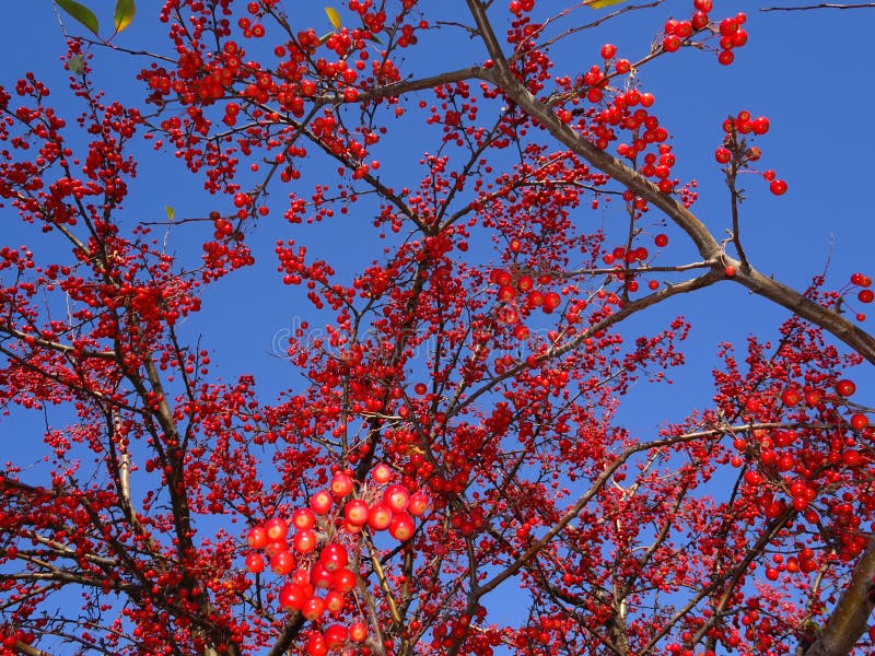 Red berries on a tree stock image. Image of daffodil - 108422345
