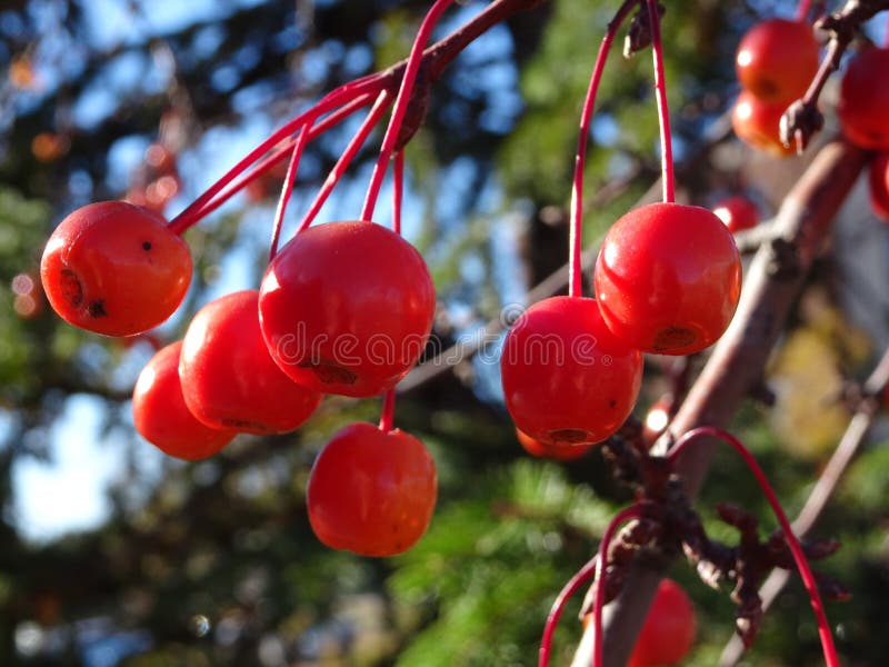 Red berries on a tree stock image. Image of snakeberry - 108422437