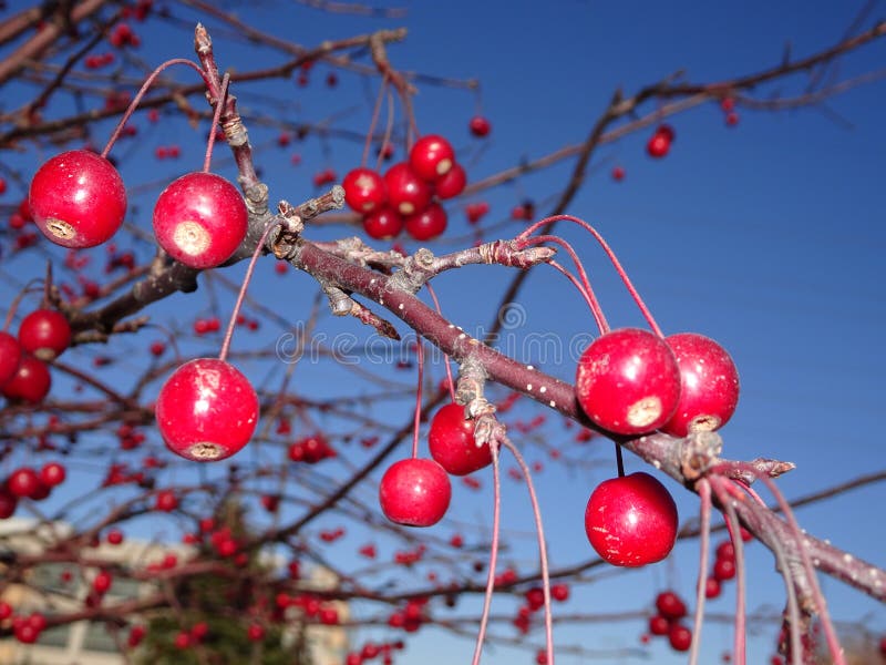 Red Berries on a Tree in Winter Stock Photo - Image of chaparral, holly ...