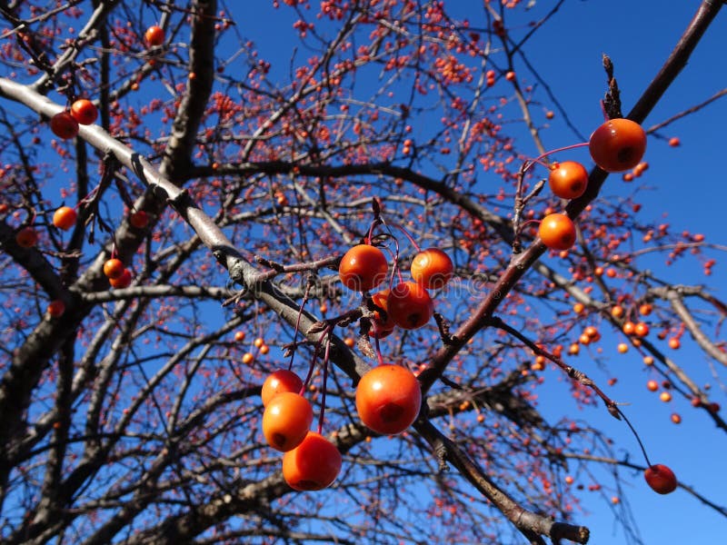 Red berries on a tree stock photo. Image of bright, autumn - 80400358