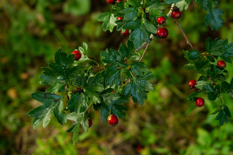 Red Berries on a Tree in Forest Stock Photo - Image of brown, leaf ...