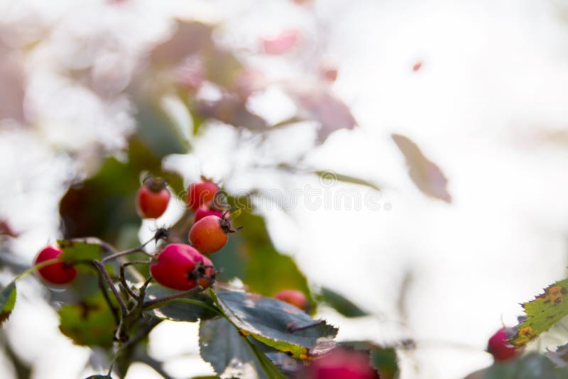 Red berries in a tree stock photo. Image of close, nature - 100601186