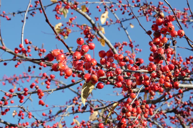 Red berries on a tree stock photo. Image of farm, garden - 46412914