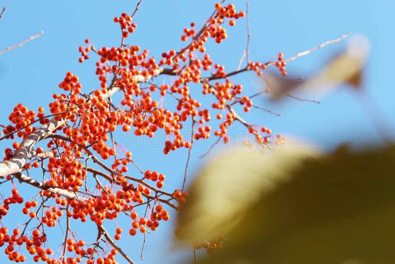Red berries on a tree stock photo. Image of redcurrant - 261933278