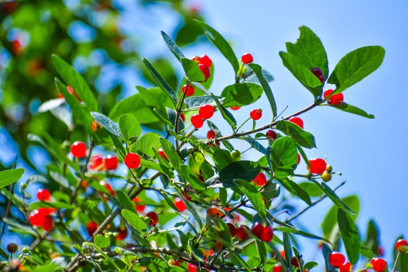 Red Berries on a Tree Branch Stock Photo - Image of giant, bungle ...