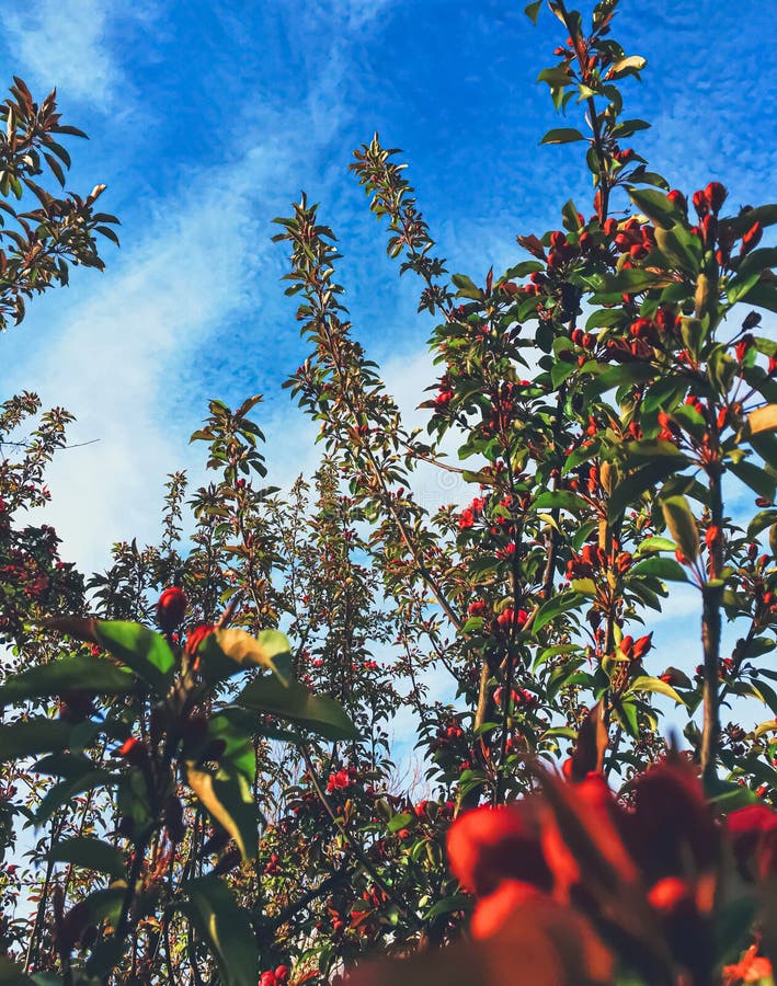 Red Berries on Tree at Sunset in Spring Stock Image - Image of garden ...