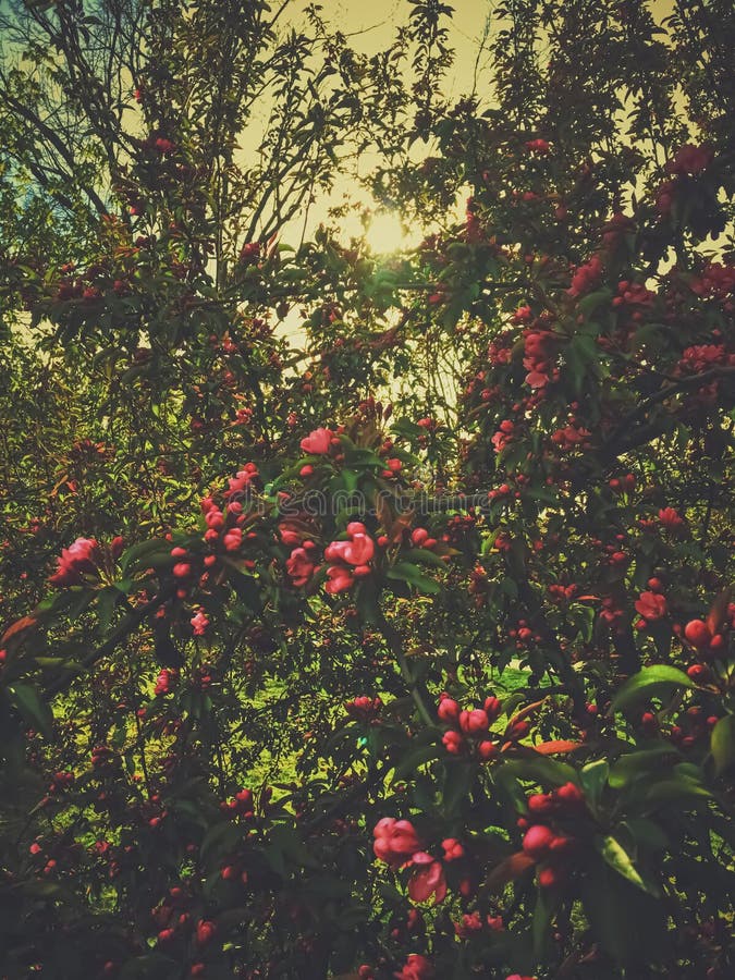 Red Berries on Tree at Sunset in Spring Stock Image - Image of forest ...