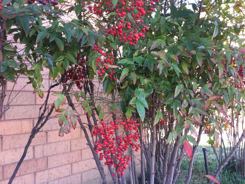 Red Berries on a Tree in Winter Stock Image - Image of branches ...