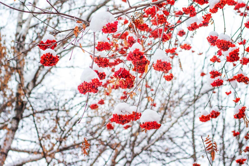 Red Berries on a Tree in Winter Stock Image - Image of environment ...