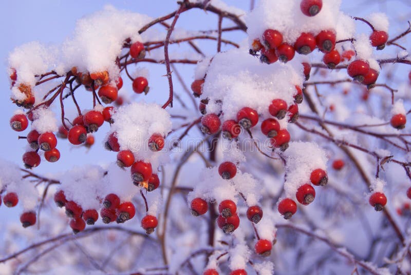 Winter Berries stock photo. Image of snow, cold, snowfall - 1597992