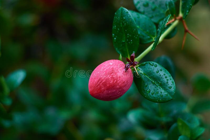 Red Berries of the Valley with Dew Drops Stock Photo - Image of autumn ...