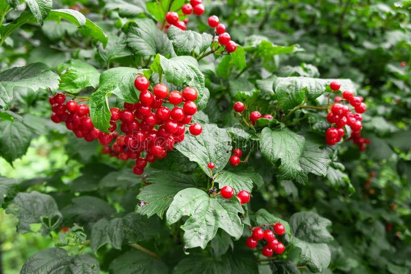 Red Berries of Viburnum or Guelder Rose on a Branch Stock Image - Image ...