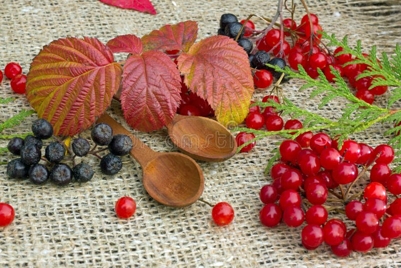 Red berries of viburnum stock photo. Image of round, raspberry - 68284958