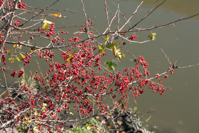 Red Berries on Water Background Stock Image - Image of natural, closeup ...