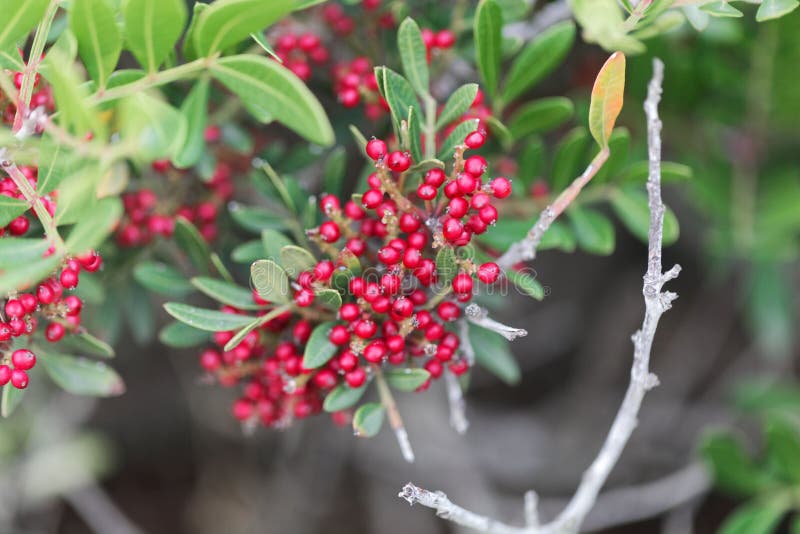 Red Berries of a Mastic Bush Pistacia Lentiscus Stock Image - Image of ...