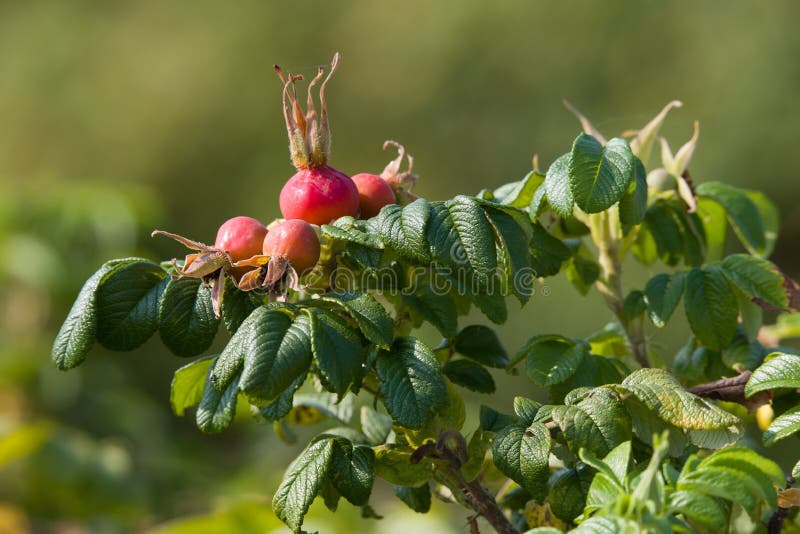 The Red Berries of the Wild Rose Stock Photo - Image of rose, beautiful ...
