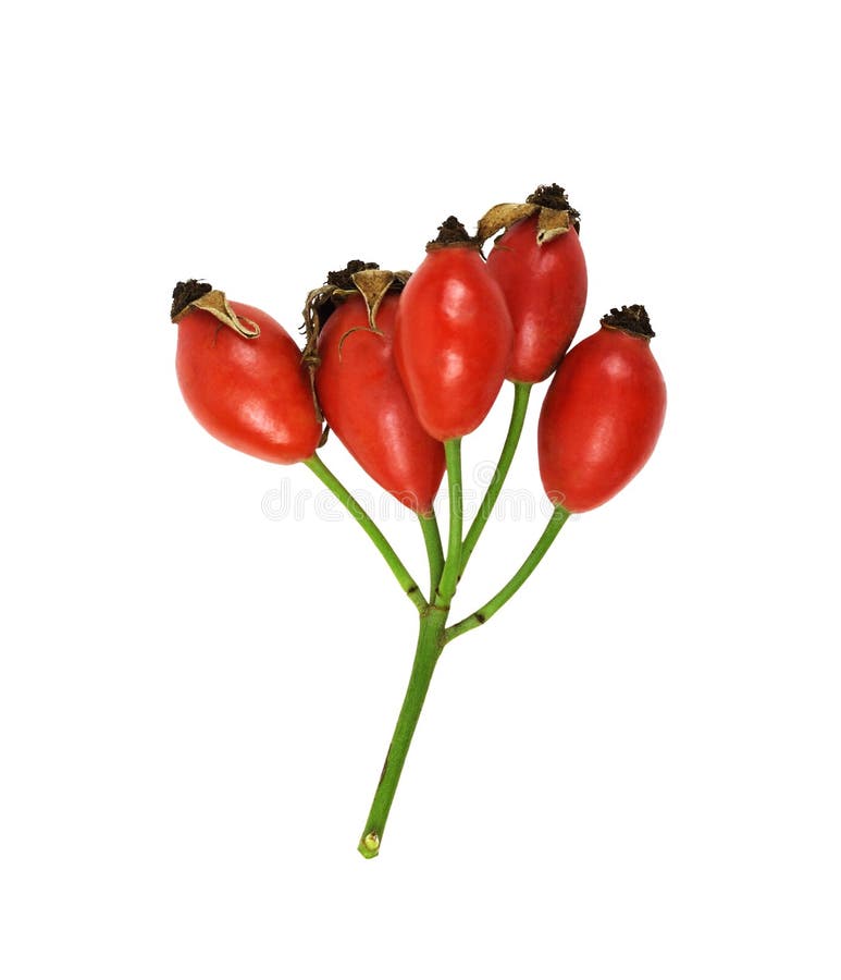 Wild rose stock photo. Image of decoration, spring, elegance - 31319684