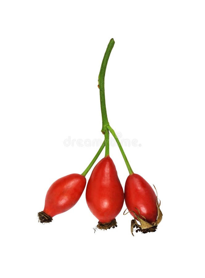 Wild rose stock photo. Image of decoration, spring, elegance - 31319684