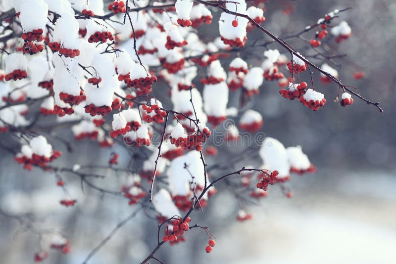 Red Berries in Winter Forest Stock Image - Image of ashberry, plant ...