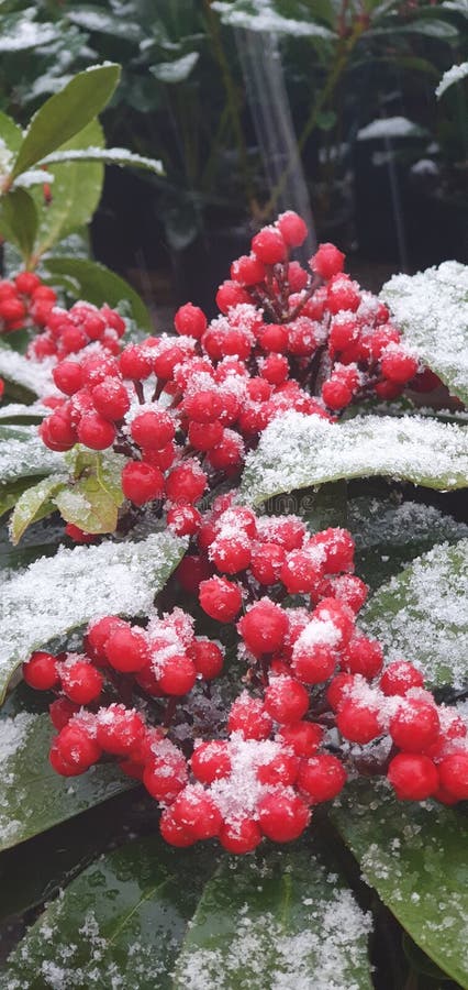 Red Berries in Winter in the Garden Stock Image - Image of plant, scene ...
