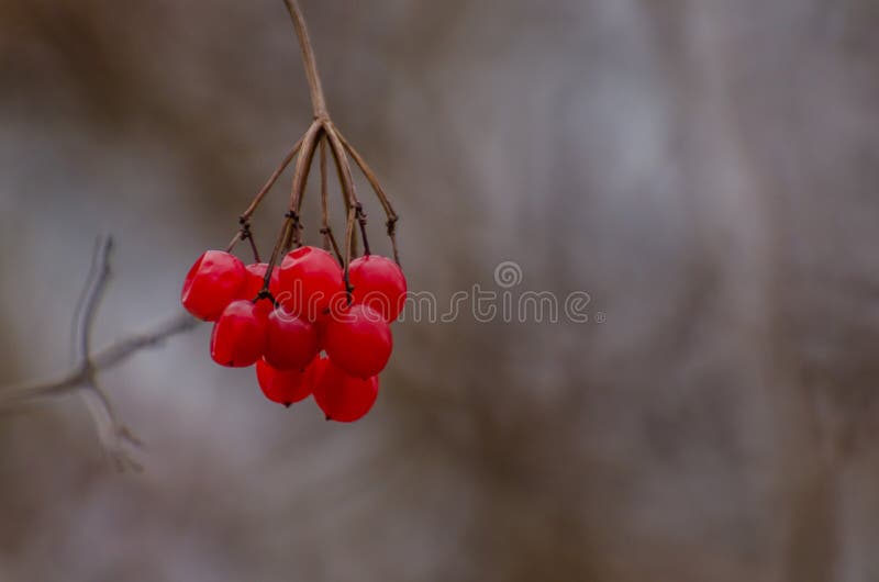 Red berries in winter stock photo. Image of grow, agriculture - 92196728