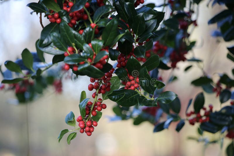Red berries in winter stock photo. Image of evergreen - 300708042