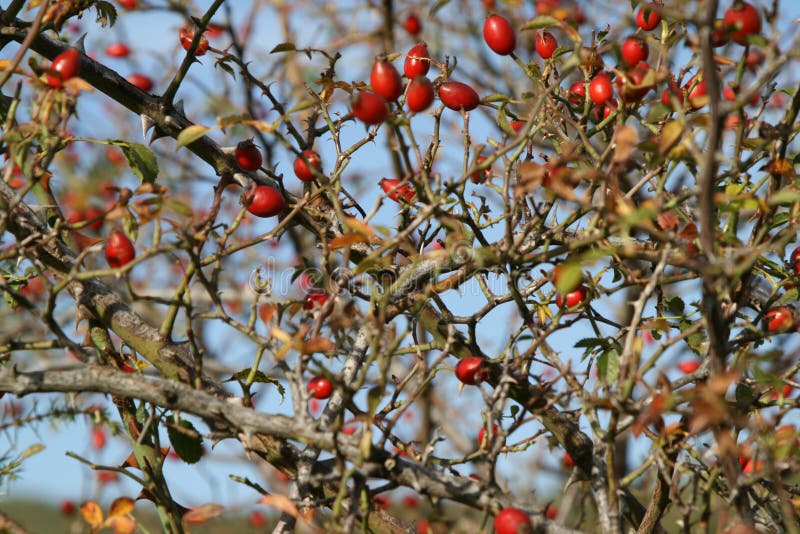 Red berry stock image. Image of berry, green, wood, leaf - 1457543