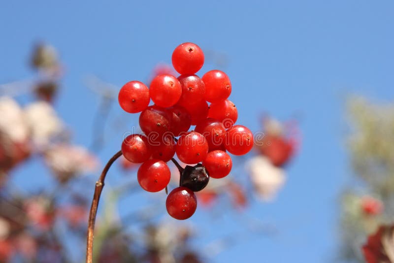 Red berry stock photo. Image of adornment, freshness - 17853792