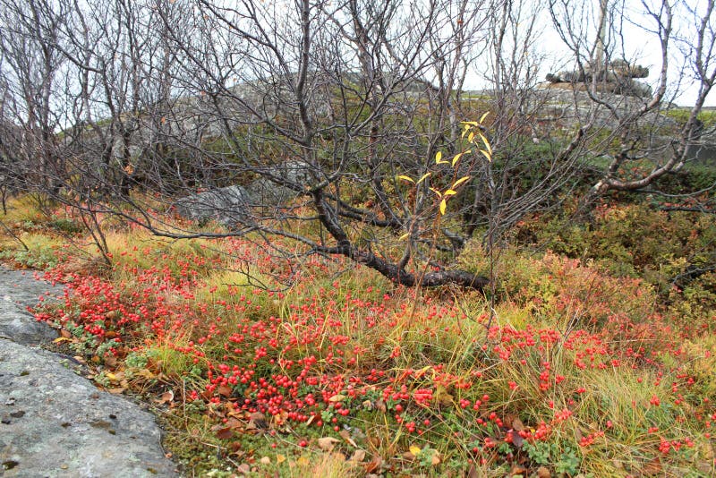 Red berry stock photo. Image of drop, colorful, mountain - 23096220