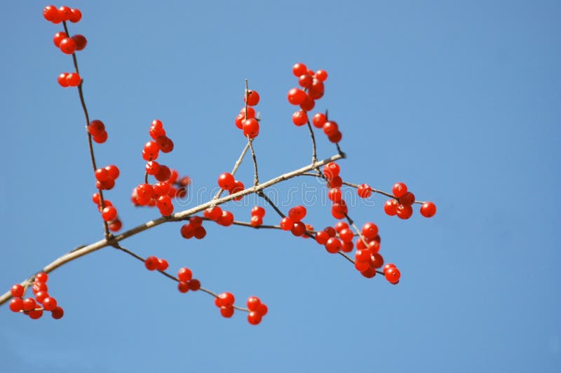 Red berry stock image. Image of bean, crop, edible, bounty - 455803