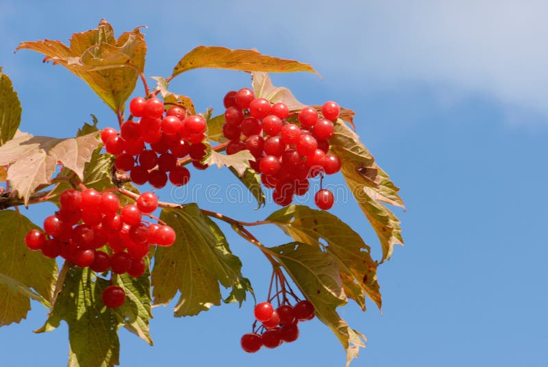 Red Berry Picture. Image: 6562019