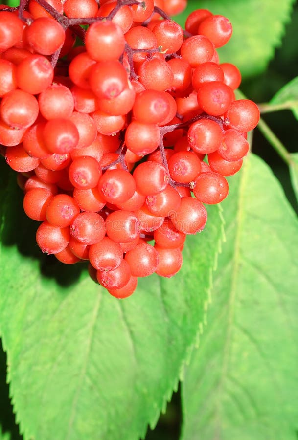 Red Berry. Picture Image: 6594689