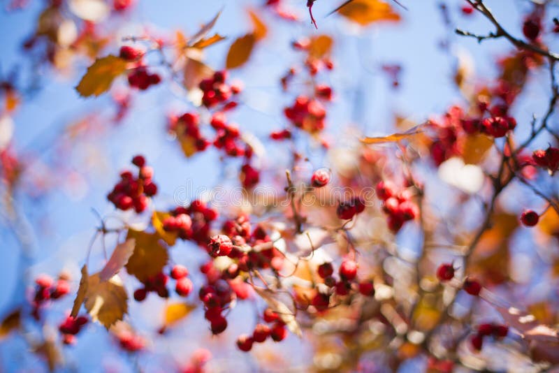 Red berry stock image. Image of berry, tree, berries - 56364881