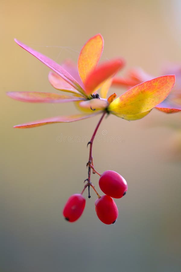 Red berry and branch stock photo. Image of outdoors, light - 6631214