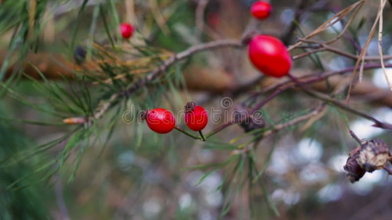 Red Berry on a Branch of a Coniferous Tree. Pine Berry Close-up. Top ...