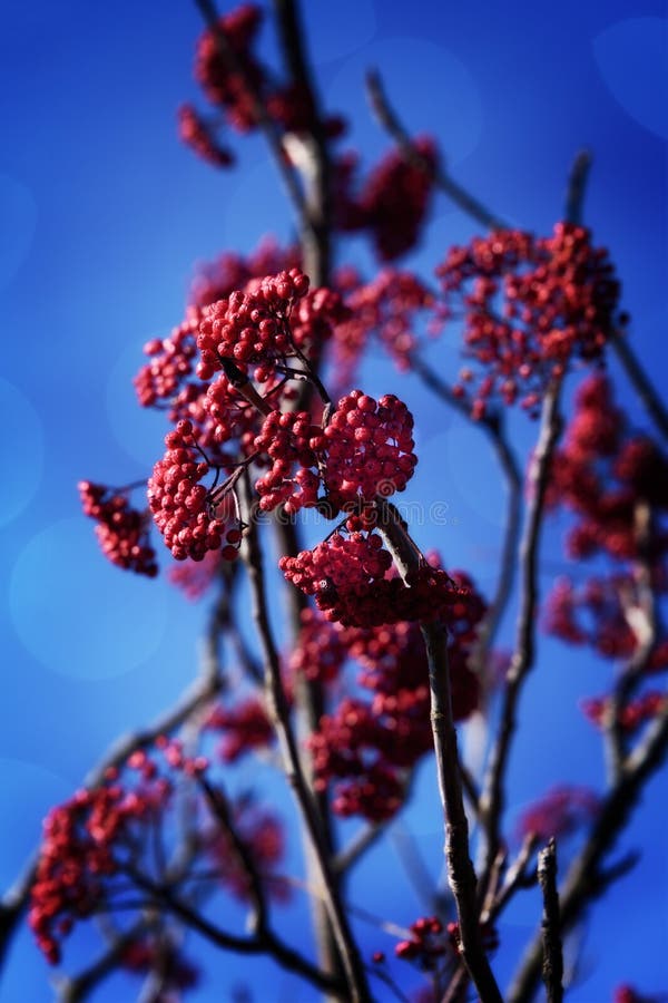 Red Berry Branch stock photo. Image of design, plant - 95726918