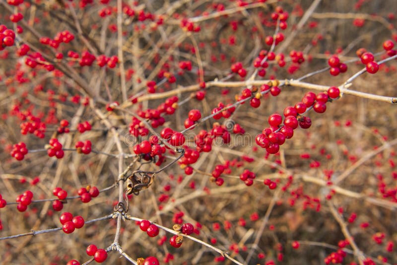 A Red Berry on the Branches Stock Image - Image of ripe, garden: 259635205