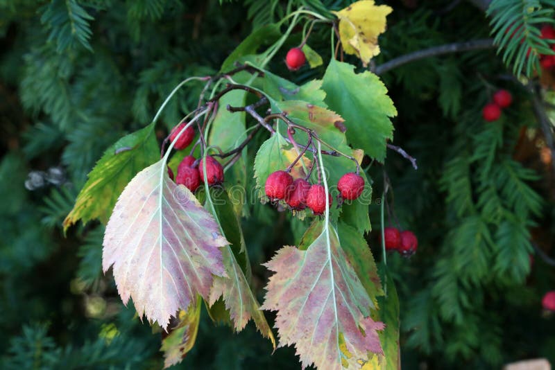 Red berry on the branches stock photo. Image of beautiful - 126648526