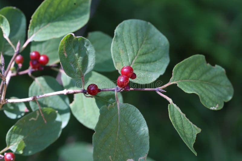 Red berry on the branches stock photo. Image of background - 123160584