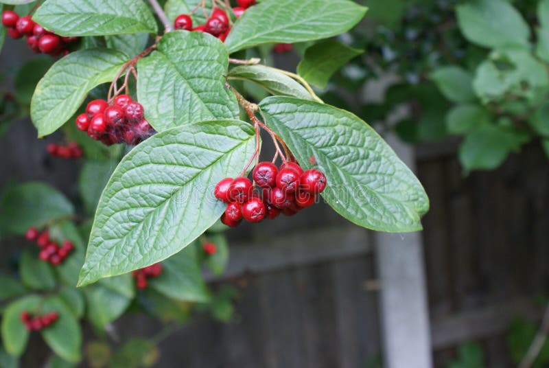 Red Berry Bush stock photo. Image of spider, leaf, beauty - 44447194