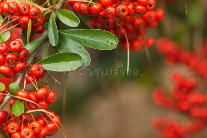 Red berry bush close up stock image. Image of perennial - 63974503