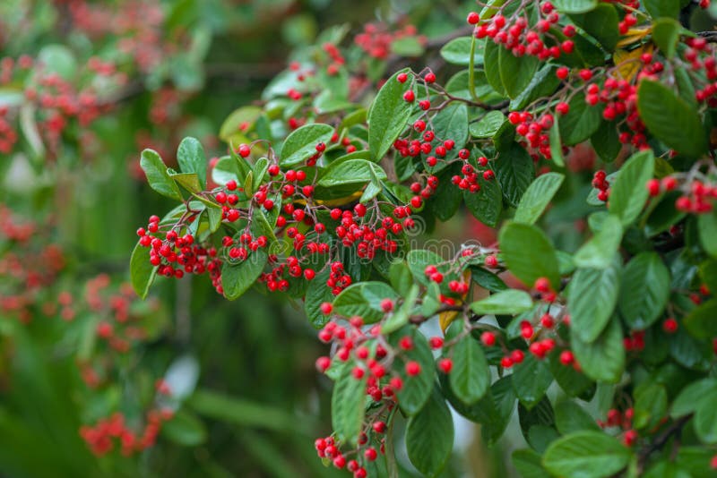 Red berry bush stock image. Image of cotoneaster, green - 82209573