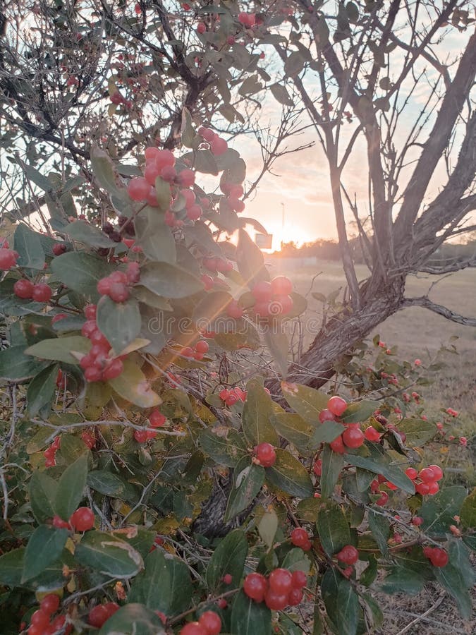 Red berry bush in a field stock image. Image of berry - 220952605