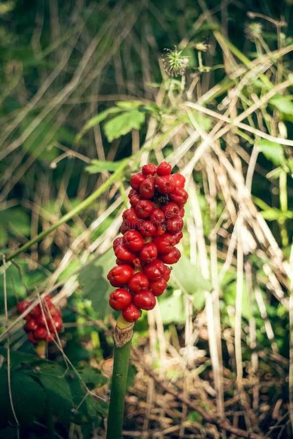 Red Berry Bush in the Forest Stock Photo - Image of berries, medicinal ...