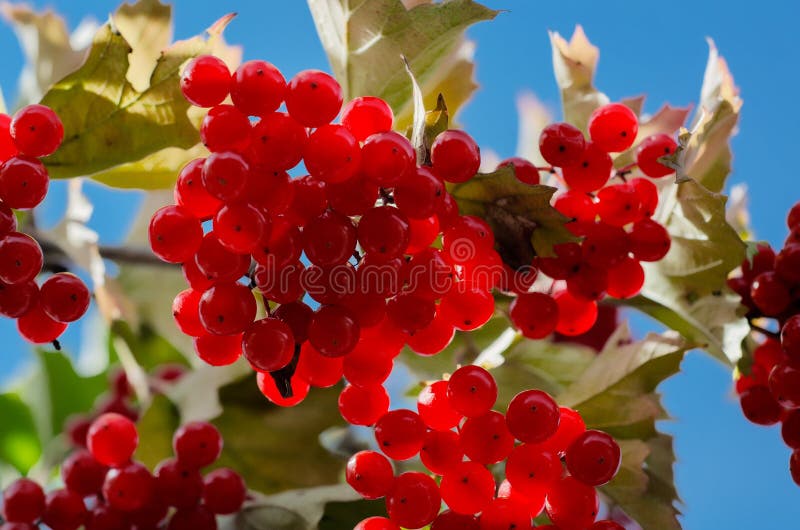 Red berry close up stock image. Image of fall, crop - 128048791