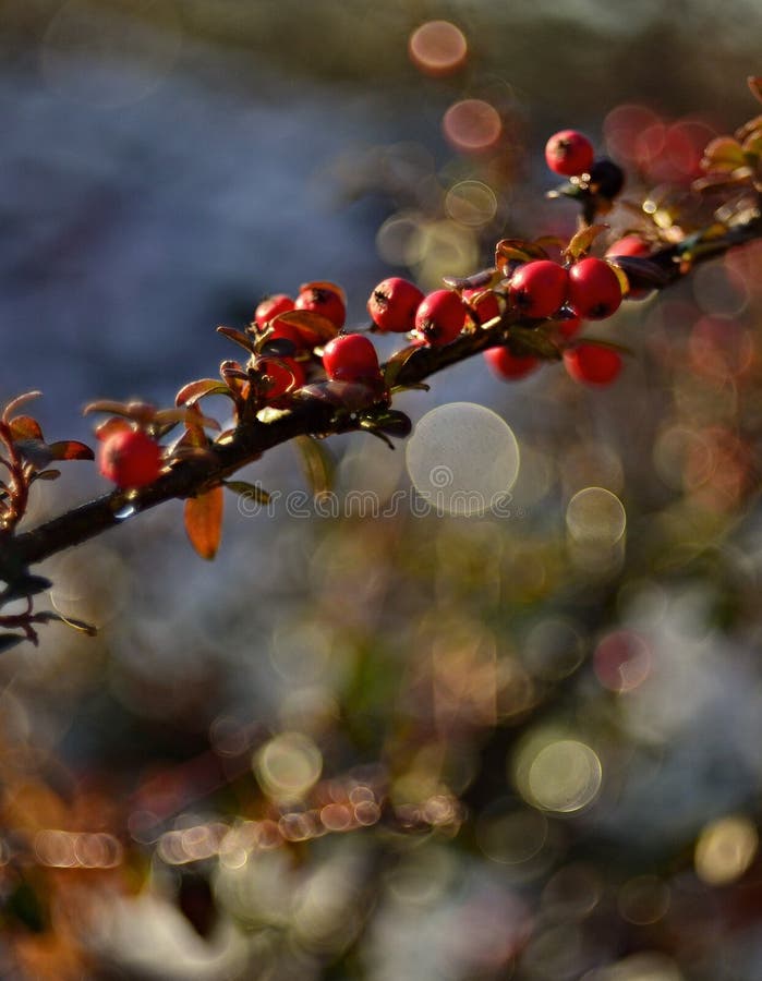 Red Berry Cluster on Bush stock image. Image of branch - 72113601
