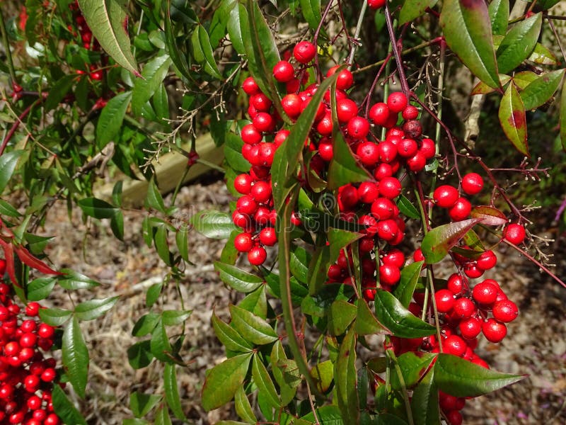 Red Berry Cluster on a Green Bush Stock Photo - Image of sour, bunch ...