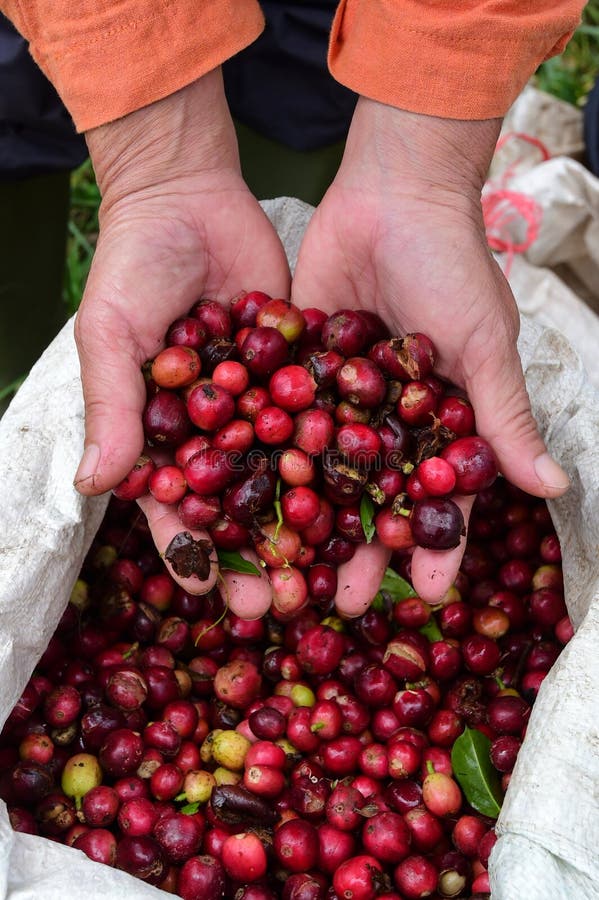 Red Berry Coffee stock photo. Image of largest, delights - 79277538