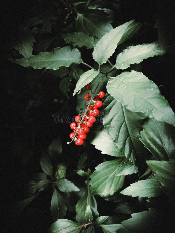 RED BERRY stock image. Image of dark, cold, berry, tone - 251088797