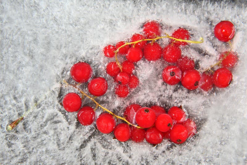 Red Berry Currant Frozen in the Ice Stock Photo - Image of berry ...